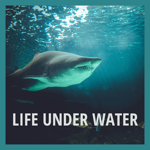 ocean life articles